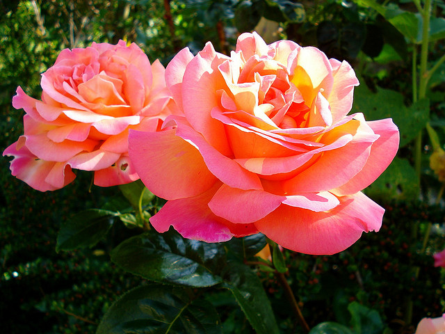 salmon-colored roses - Green Living Ideas